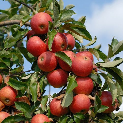 Baum Rosenschule Mueller - Onlineshop für Obstgehölze und Rosen