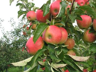 Obstbäume :: Baum Rosenschule Mueller - Onlineshop für Obstgehölze und ...